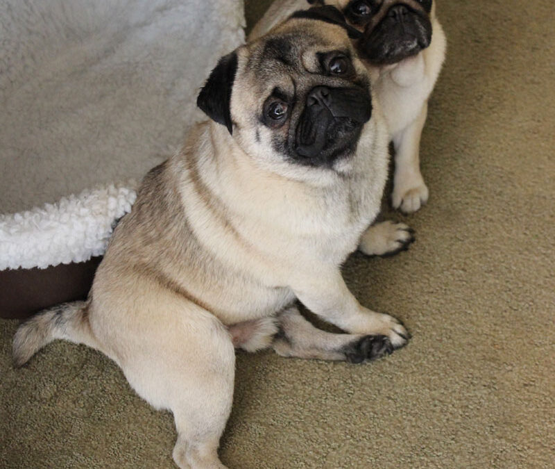 pugtwins1 | Figgy's Chihuahuas AKC Show Breeder/Handler in Florida