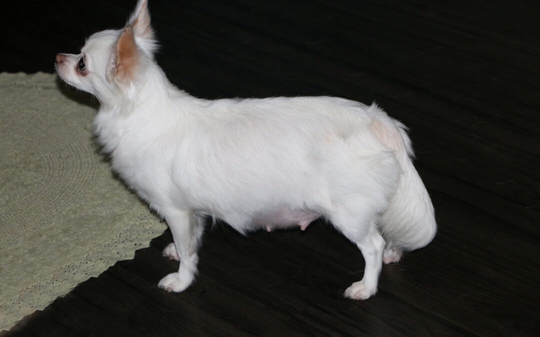 She is getting huge | Figgy's Chihuahuas AKC Show Breeder/Handler in ...