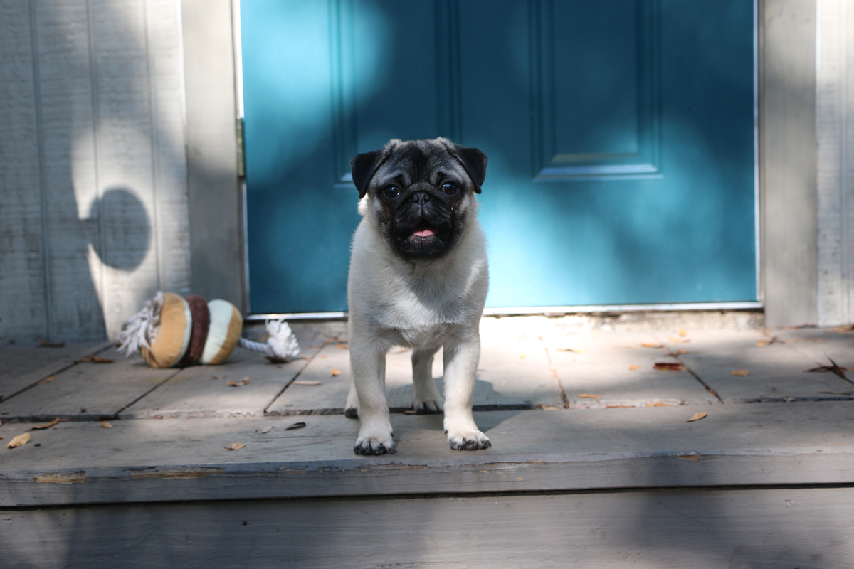Boom Boom and his toys | Figgy's Chihuahuas AKC Show Breeder/Handler in ...