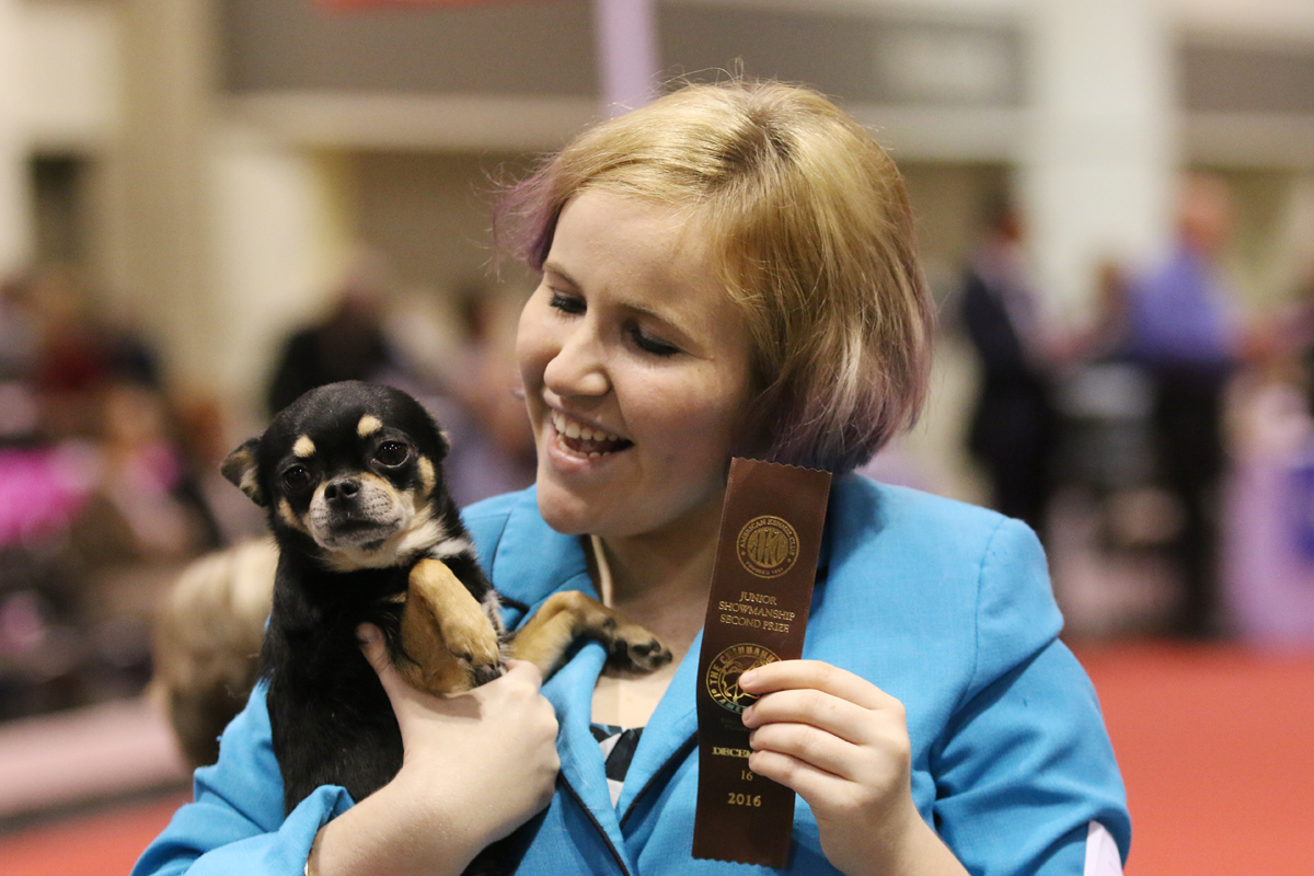 Harry CCA Juniors | Figgy's Chihuahuas AKC Show Breeder/Handler in Florida