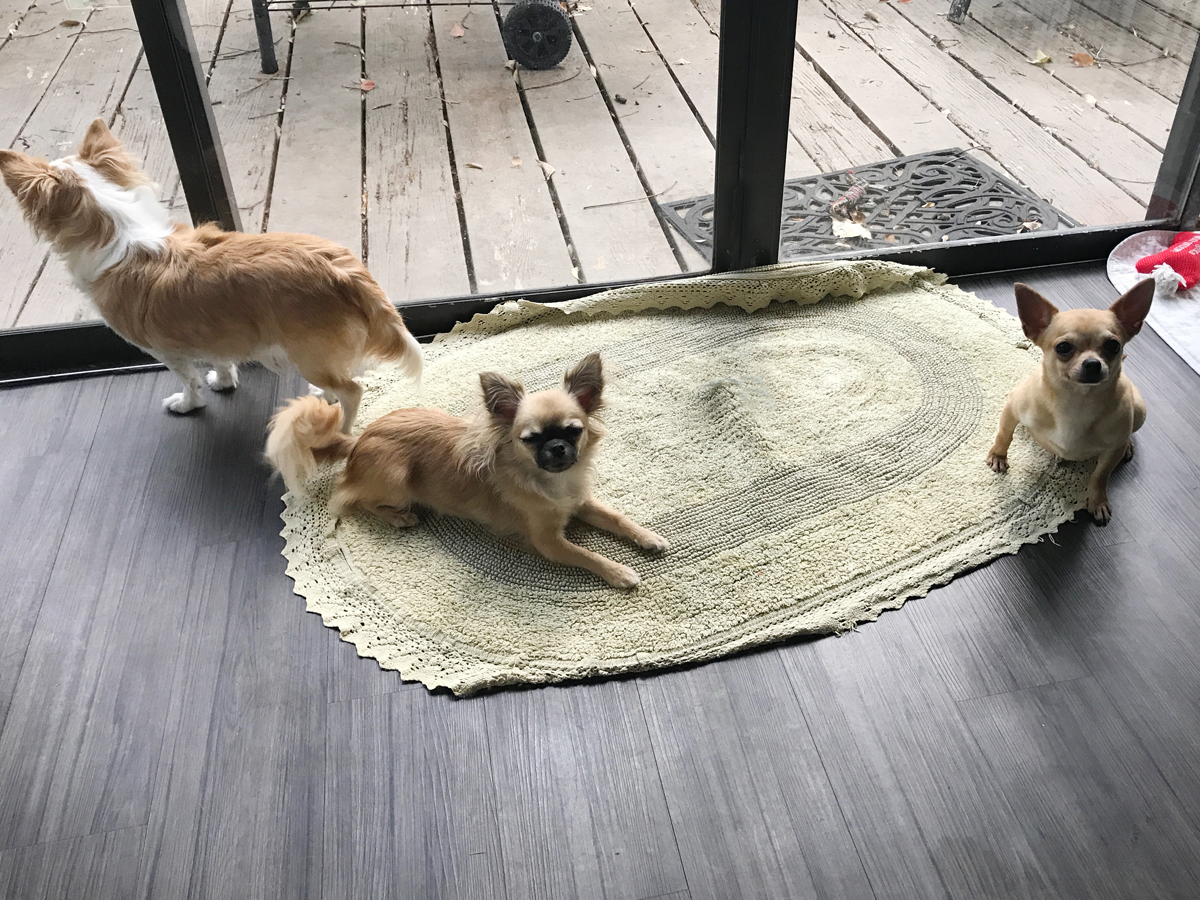 these three | Figgy's Chihuahuas AKC Show Breeder/Handler in Florida