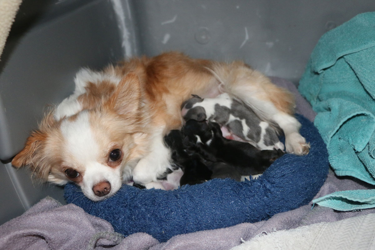millie-2-18-birth-21 | Figgy's Chihuahuas AKC Show Breeder/Handler in ...