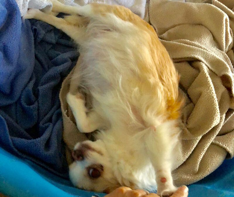 millie-2-18-birth-3 | Figgy's Chihuahuas AKC Show Breeder/Handler in ...