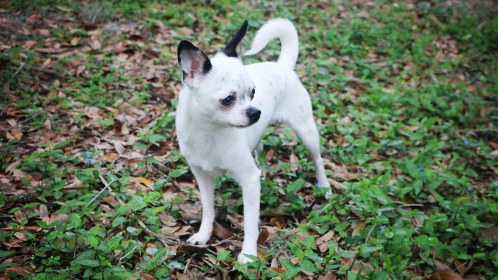 WEECHI'S SPARKLE BLACK EYED PEA - Fergie | Figgy's Chihuahuas AKC Show ...