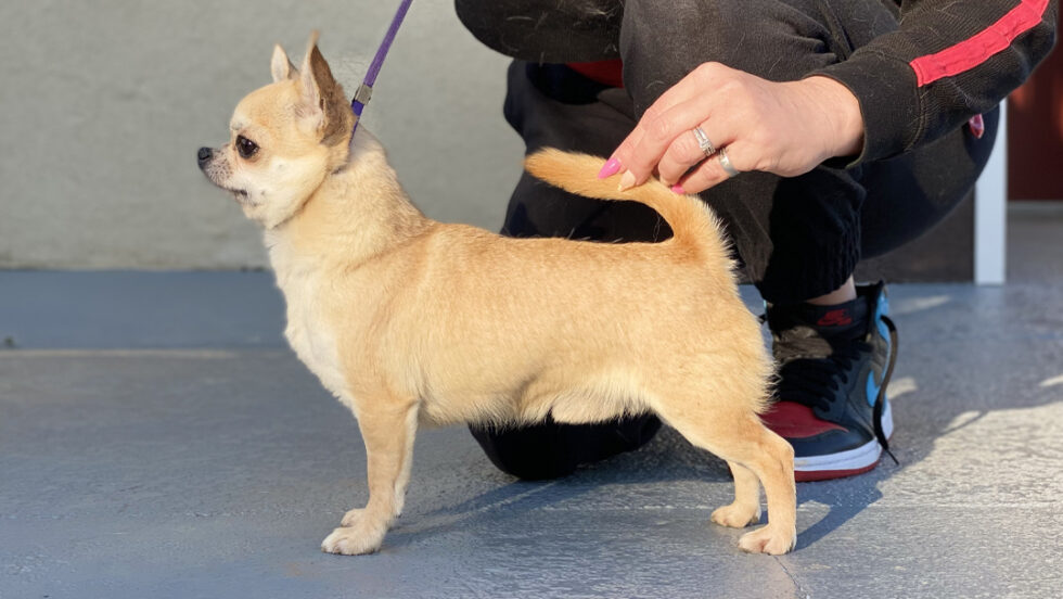 Stryker | Figgy's Chihuahuas AKC Show Breeder/Handler in Florida