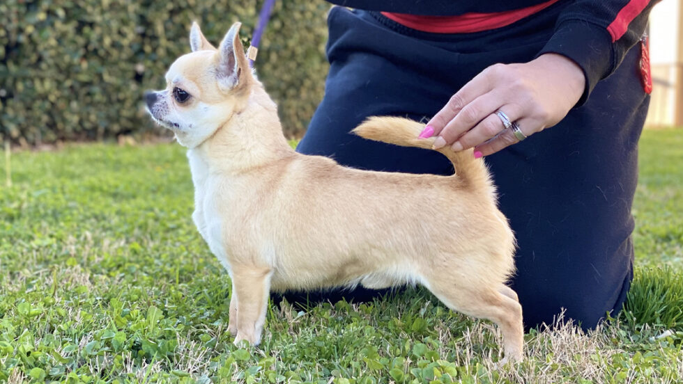 Stryker | Figgy's Chihuahuas AKC Show Breeder/Handler in Florida