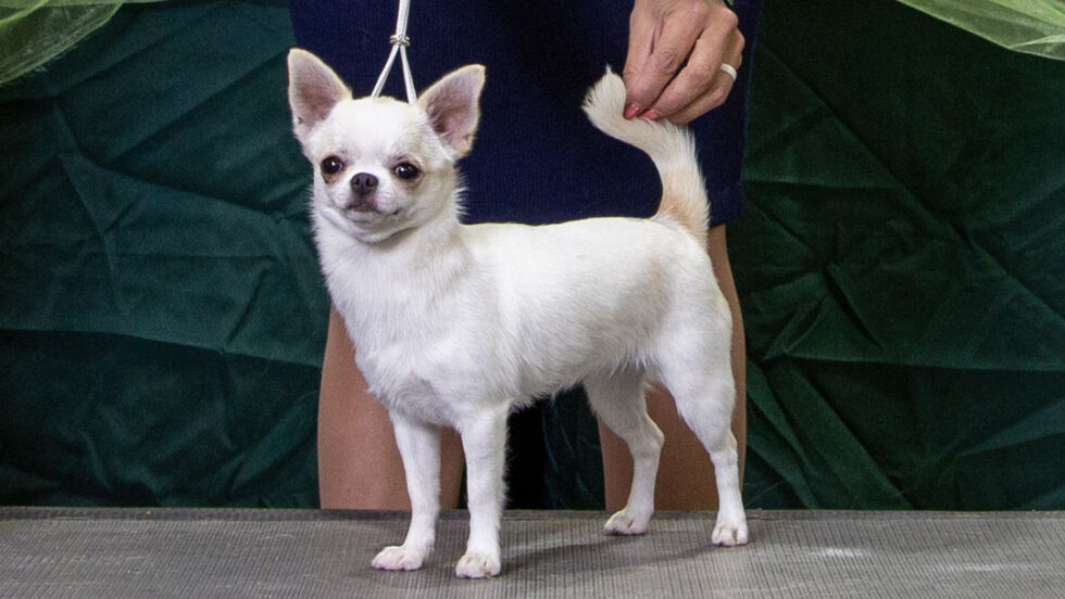 Figgy & Destiny’s Becky With The Good Hair | Figgy's Chihuahuas AKC ...
