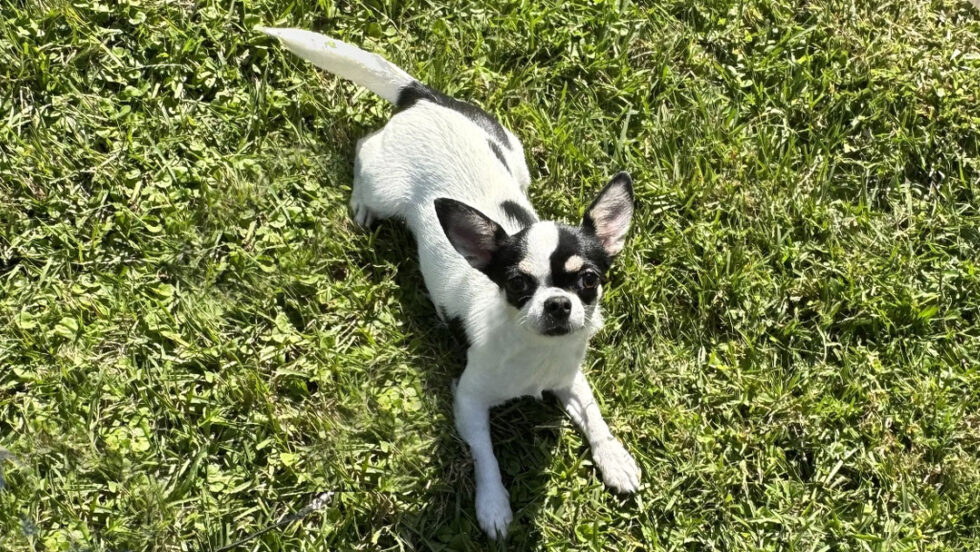 Figgy’s N Prestige Lagerita | Figgy's Chihuahuas AKC Show Breeder ...